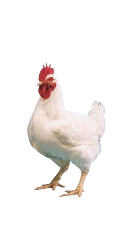 Broiler Chicken (Live)